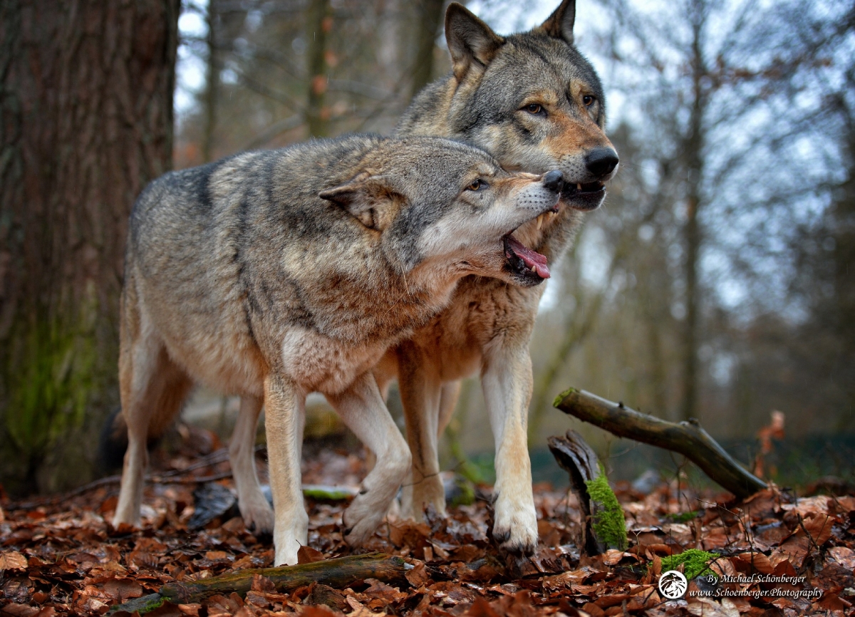 Wölfe - Schoenberger.Photography